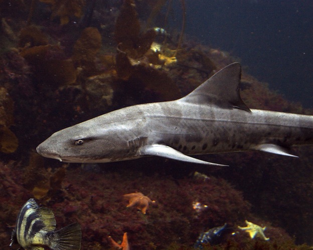 SHARK ANATOMY | Shark World