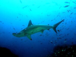 Hammerhead Shark - Shark Facts and Information