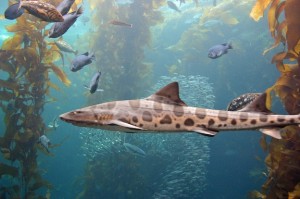 Types of Sharks - Shark Facts and Information