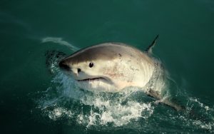 Great White Shark - Shark Facts and Information