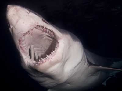 SHARK FACTS AND INFORMATION ~ Welcome to all information
