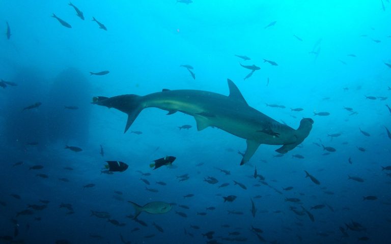 Shark Habitat - Shark Facts and Information
